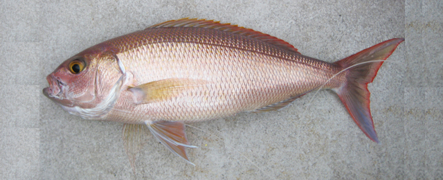 InSeason Fish