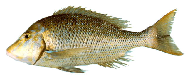 In Season Fish