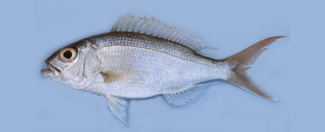 InSeason Fish
