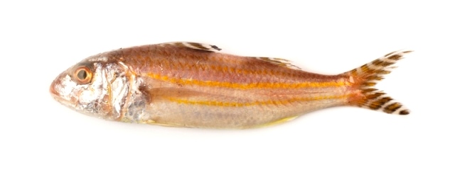 In Season Fish